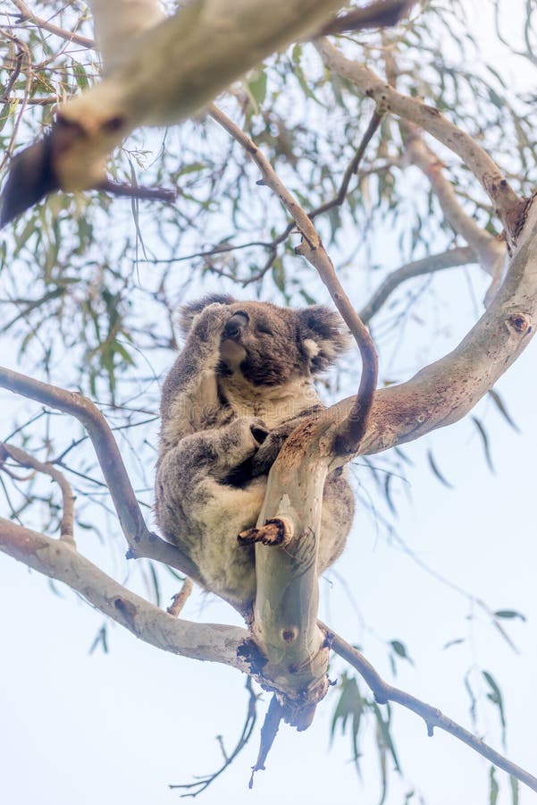 Wet Koala Bear Sleeping in a Tree Stock Photo - Image of sleeping, nose ...