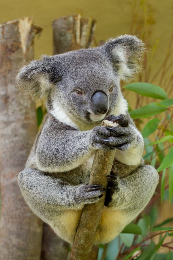 3,320 Australian Koala Bear Photos - Free & Royalty-Free Stock Photos ...