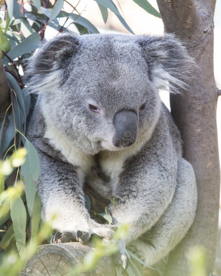 Koala Bear - Side View stock image. Image of australia - 48613353