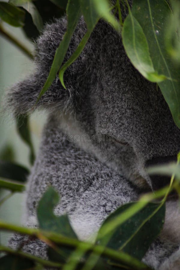 Koala Bear Sleeping in the Australian Outback Stock Photo - Image of ...