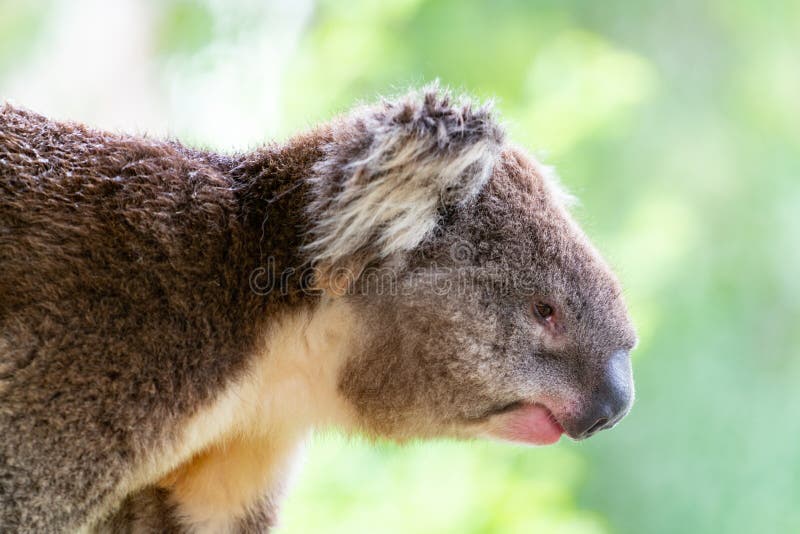 257 Koala Bear Side View Stock Photos - Free & Royalty-Free Stock ...