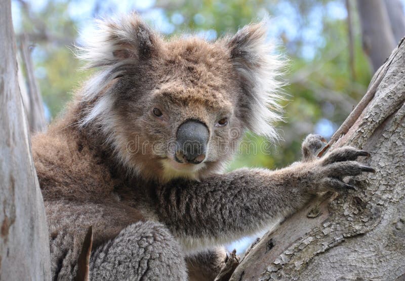 Koala Bear stock photo. Image of bear, furry, friendly - 34474312