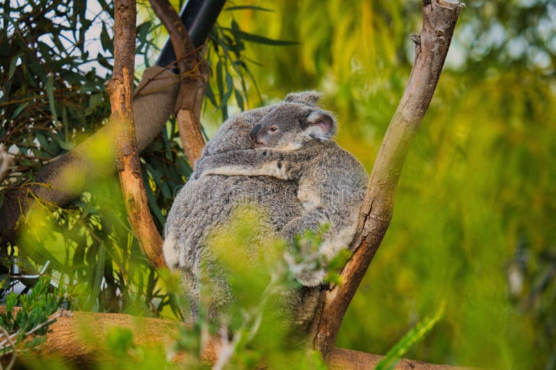 The Koala Bears are Cuddling in the Tree Branch Stock Image - Image of ...