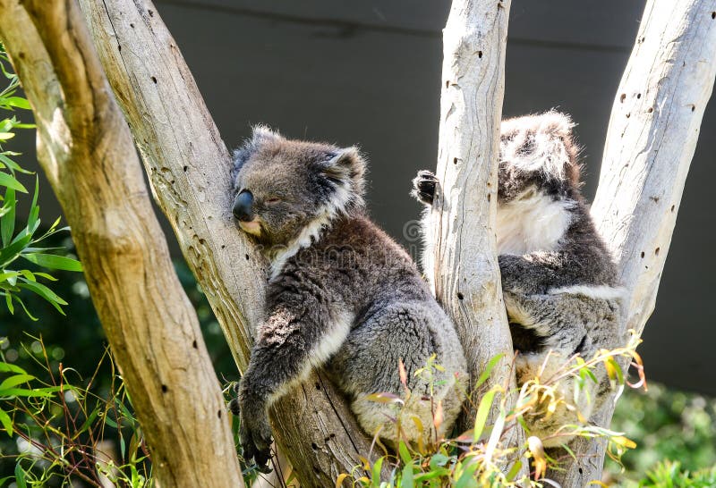 Two Koala Bears Hugging Gum Tree Stock Image - Image of nature, bear ...