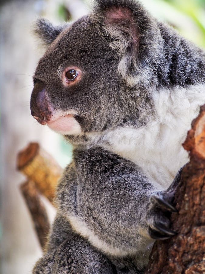 Koala on Branch stock image. Image of profile, marsupial - 84836555