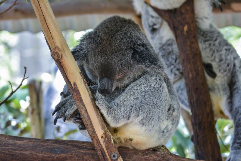 Koala in Brisbane, Queensland, Australia Stock Image - Image of gray ...