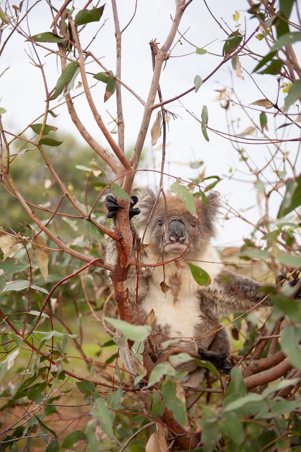 Koala Camouflaged in a Gumtree Stock Image - Image of adorable, biodiversity: 371326621