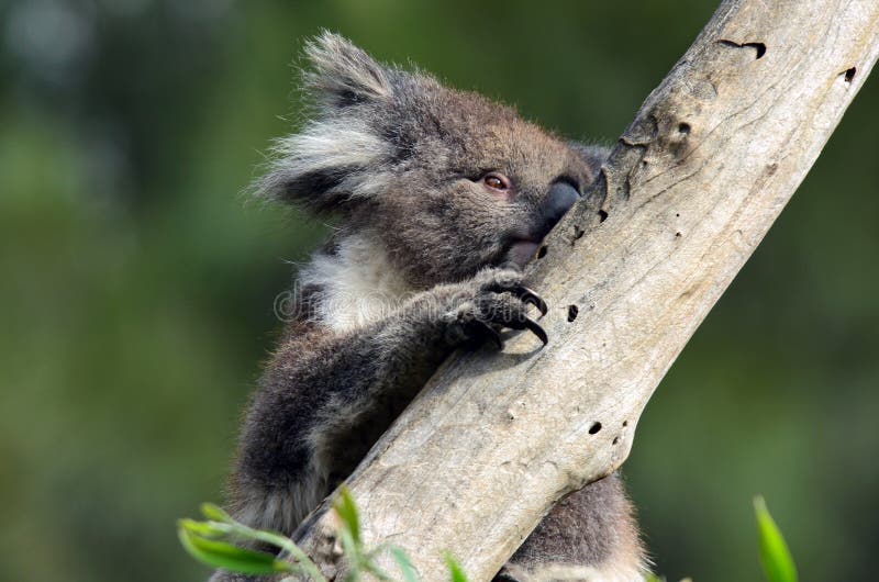 Koala Climb on an Eucalyptus Tree Stock Photo - Image of fauna, icon ...