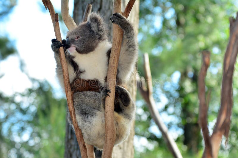 Koala Climb on an Eucalyptus Tree Stock Photo - Image of icon, captive ...