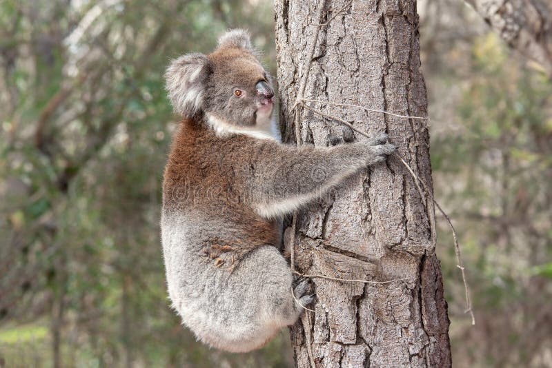 Koala climbing tree stock image. Image of wildlife, koala - 307178385