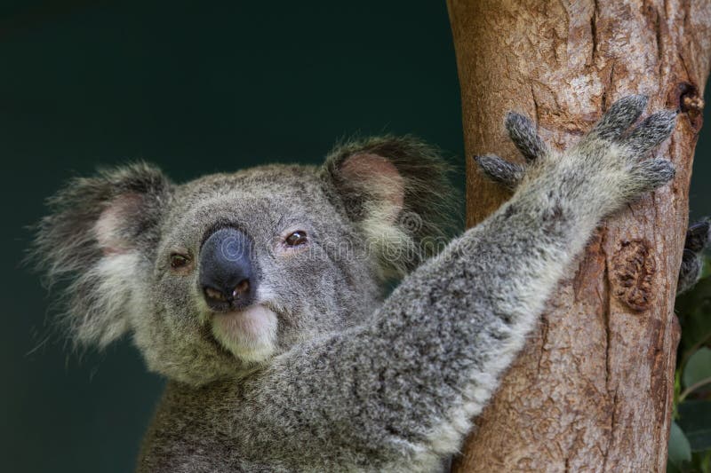 Koala Climbing in a Tree Close Up Stock Photo - Image of marsupia ...