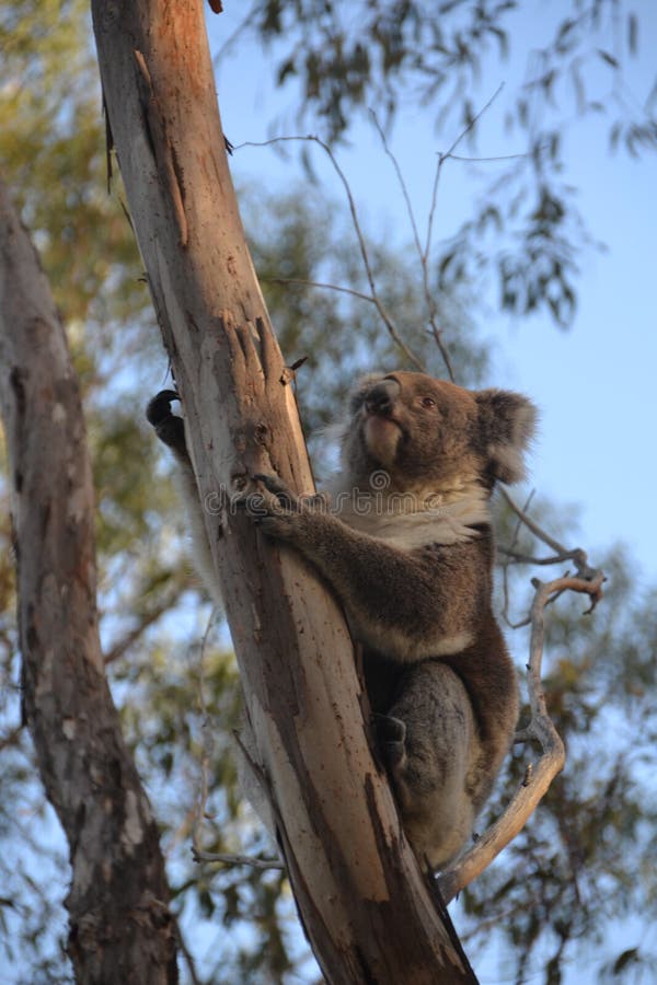 Koala Climbing a Tree stock image. Image of canton, tree - 18495783
