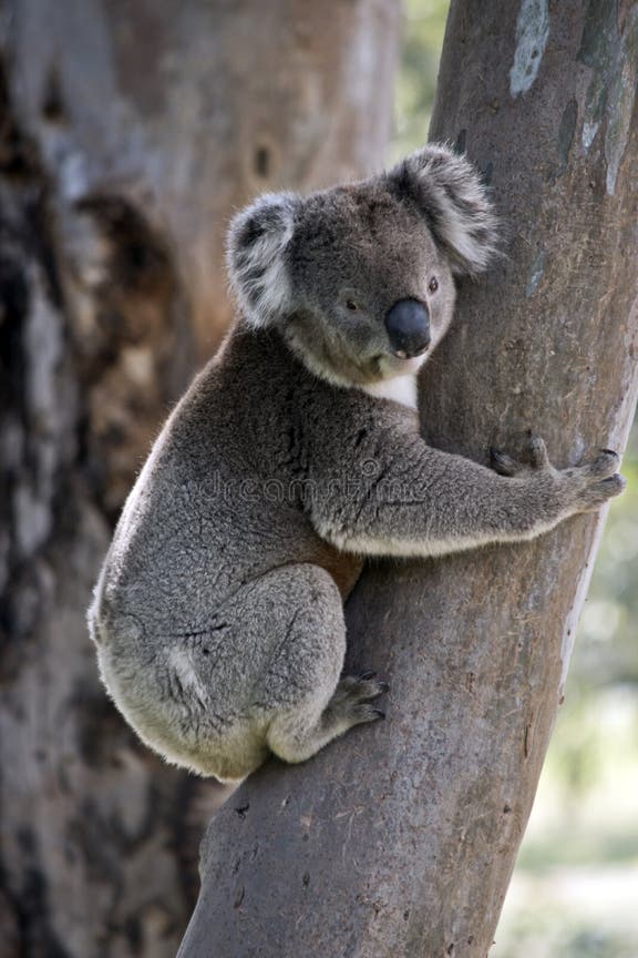 Koala climbing tree stock photo. Image of climbing, chin - 108912258