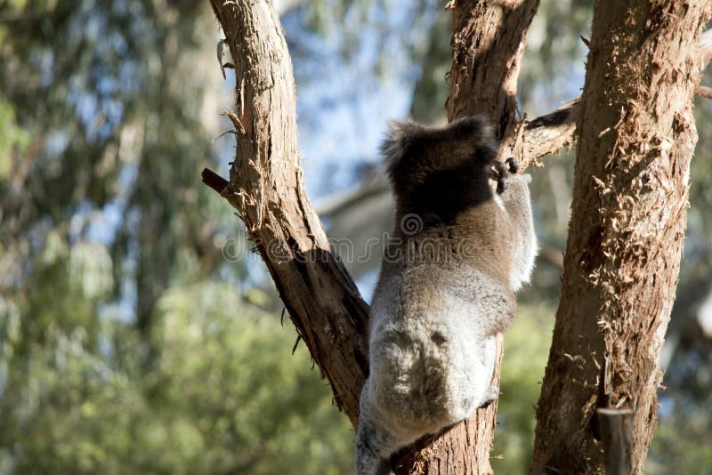 The Koala is Climbing Up a Tree Stock Image - Image of koala, bear ...