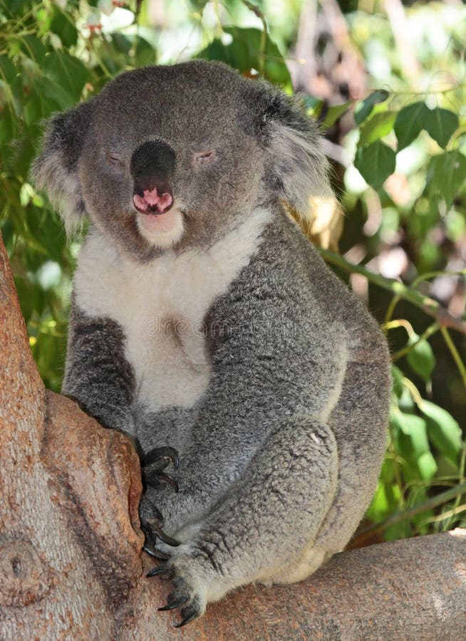 Koala Paws stock image. Image of grey, claws, endangered - 33567379