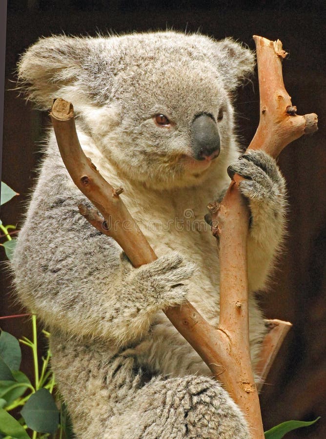 Koala stock image. Image of australia, soft, gentle, nice - 19492701