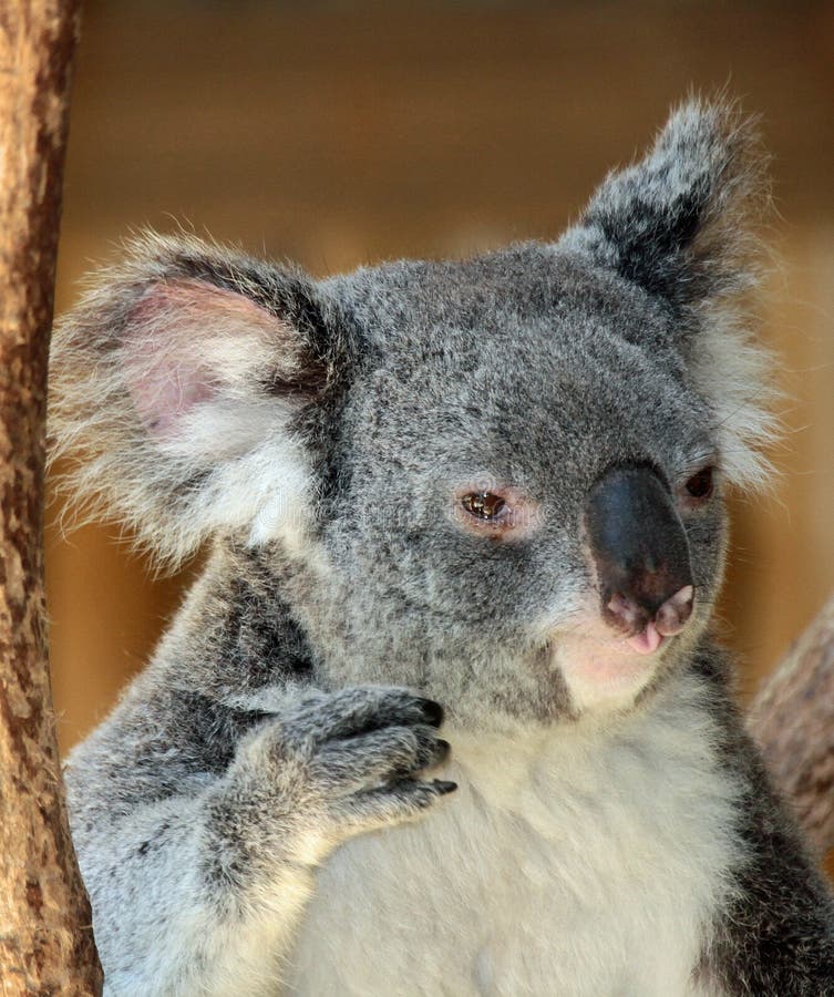 Koala stock photo. Image of peeking, joey, ears, cute - 73884136