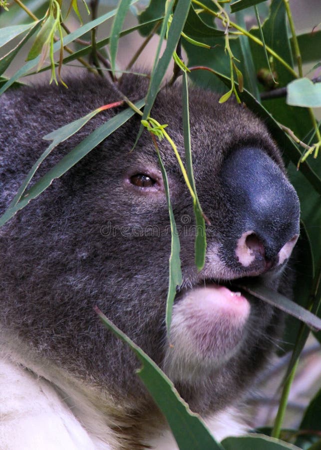 Koala Closeup stock photo. Image of cute, australia, outback - 37172742