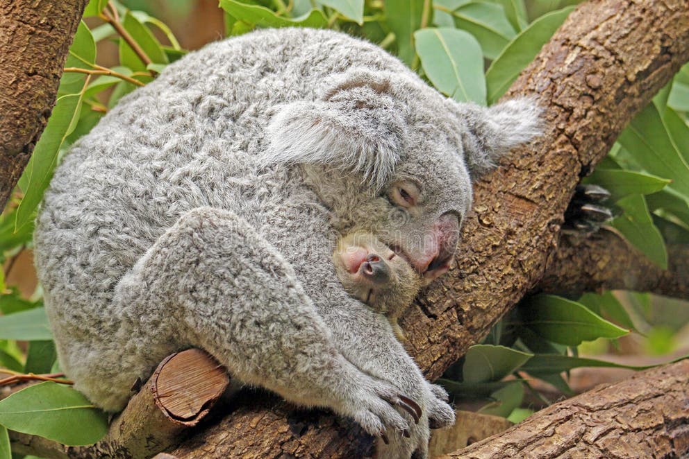 Koala con el bebé imagen de archivo. Imagen de abrazo - 23886491