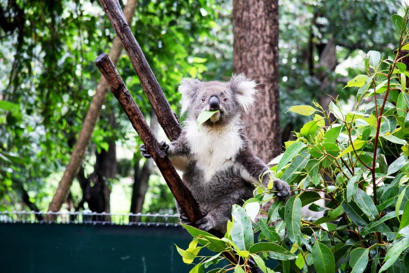 Koala eating stock image. Image of koala, tree, nature - 38211407