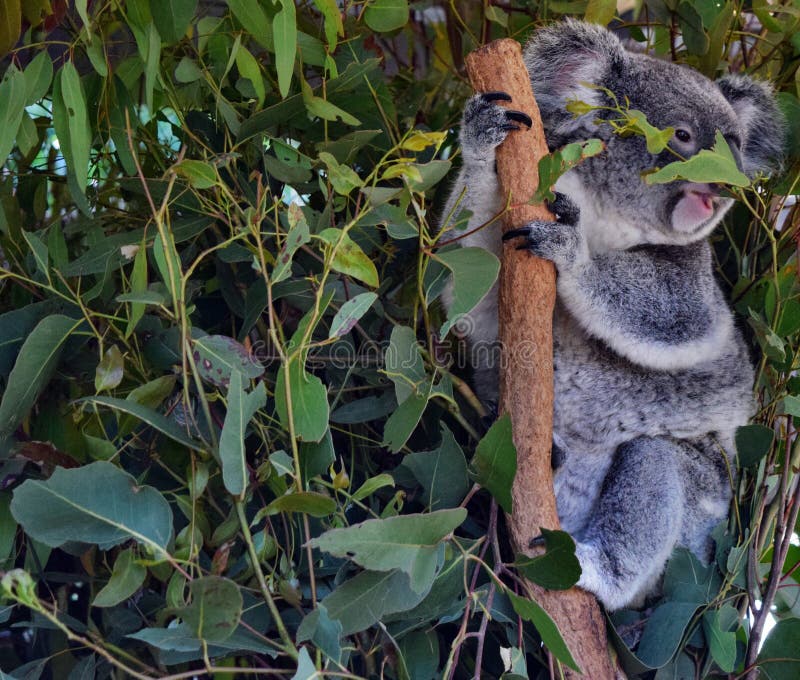 Koala Bear Eating Eucalyptus Leaves Stock Photo - Image of soft, koala ...