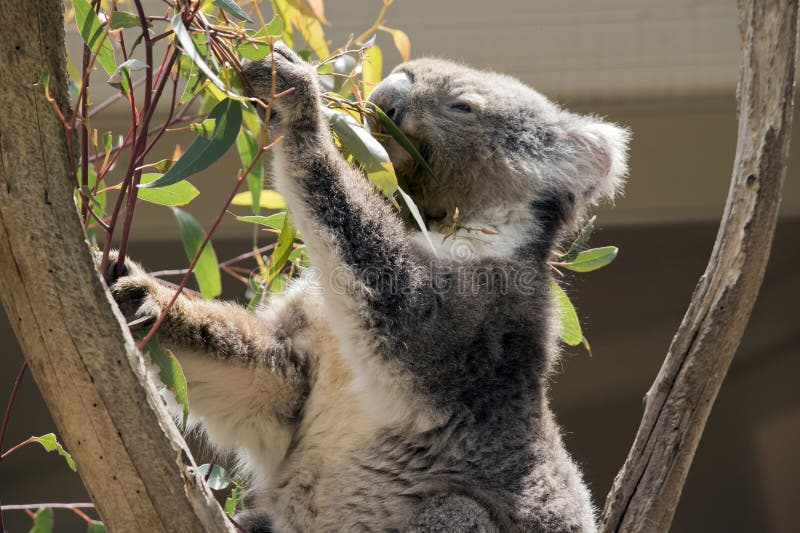 The Koala is Mainly Grey and Has a White Stomach and Fluffy Ears Stock ...