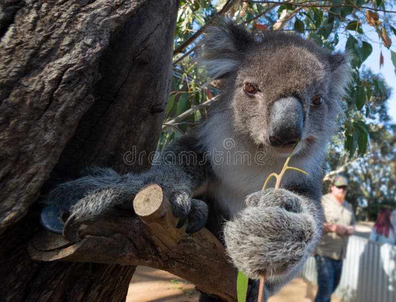 Friendly koala stock photo. Image of bear, wildlife - 110954784