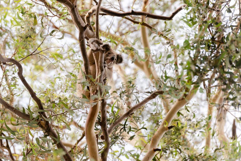 Koala en el salvaje imagen de archivo. Imagen de garra - 137485023