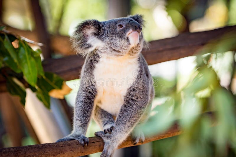 Koala crawling along a log stock photo. Image of queensland - 106871816