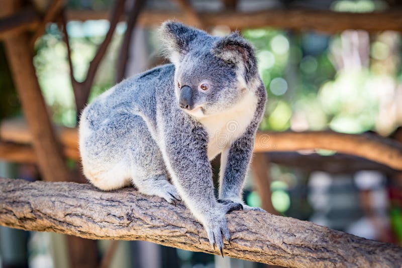 Koala in a Eucalyptus Tree Australia Stock Photo - Image of eucalyptus ...