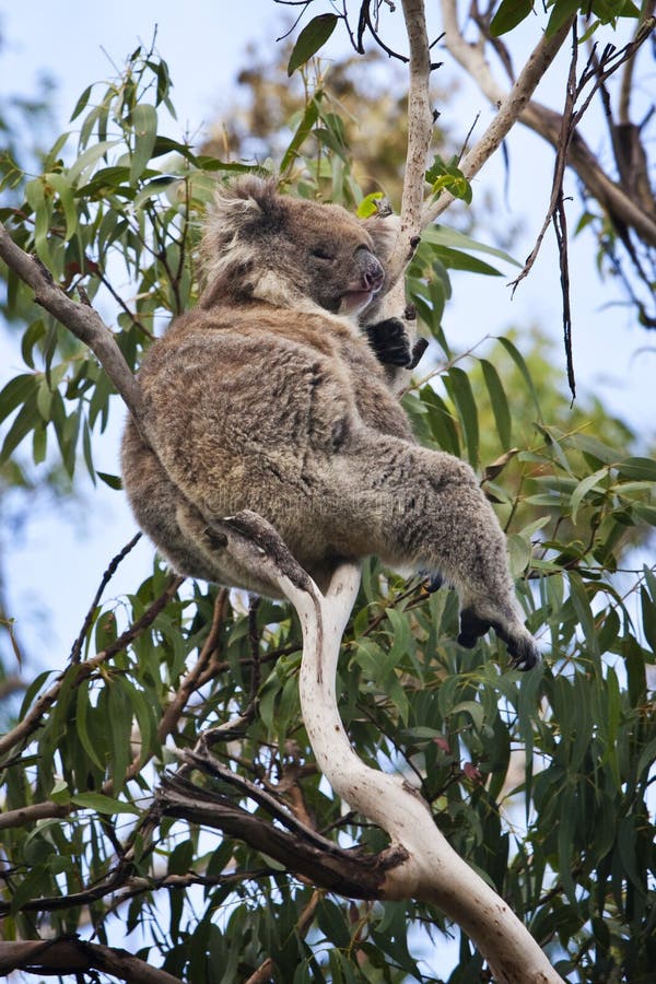 Koala in Eucalyptus Tree stock image. Image of eucalyptus - 19020129