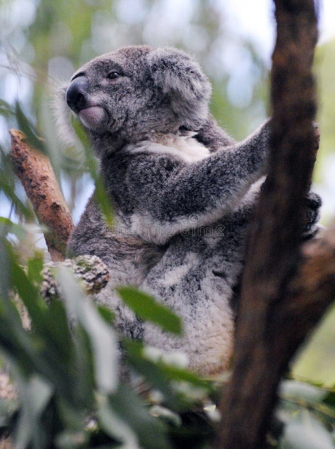 Koala on eucalyptus tree. stock photo. Image of portrait - 71452532
