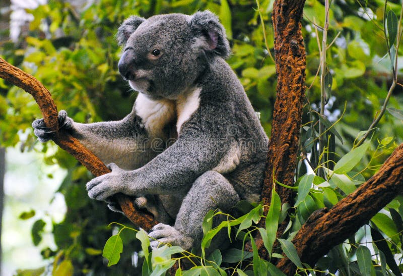 Koala on Eucalyptus Tree in Queensland, Australia. Stock Photo - Image ...
