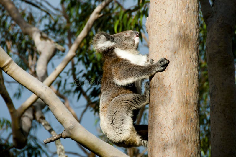 Koala In A Eucalyptus Tree. Stock Photo - Image of animal, fauna: 98170176