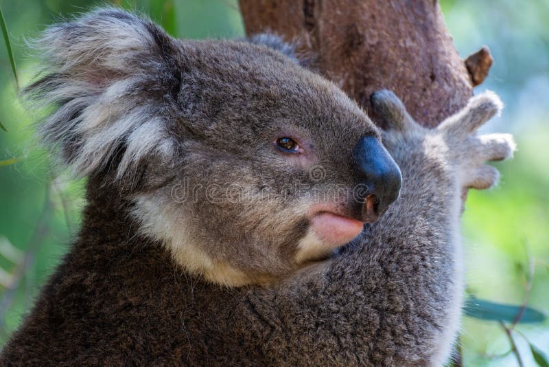 Koala on Eucalyptus Tree in Australia Stock Photo - Image of amusing ...