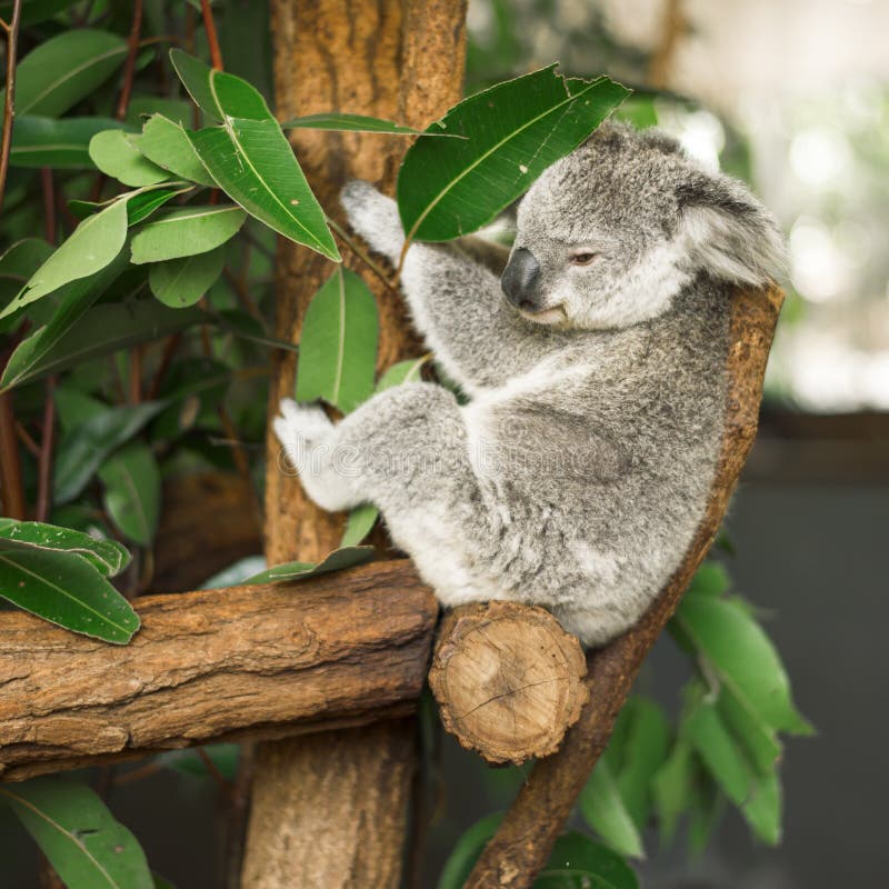 Koala in a Eucalyptus Tree. Stock Photo - Image of eucalyptus, nature ...