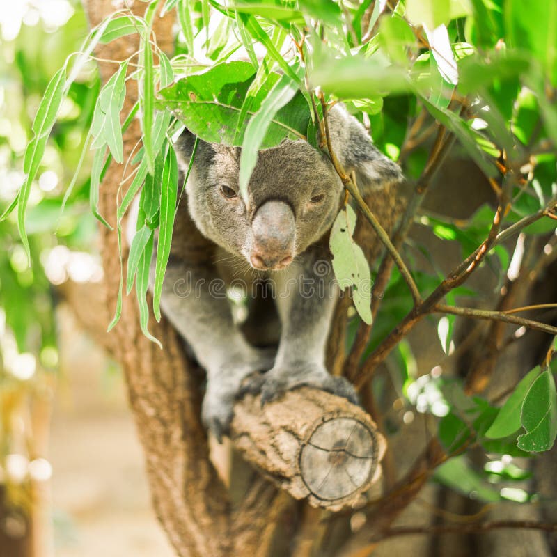 Koala in a Eucalyptus Tree. Stock Image - Image of background, awake ...