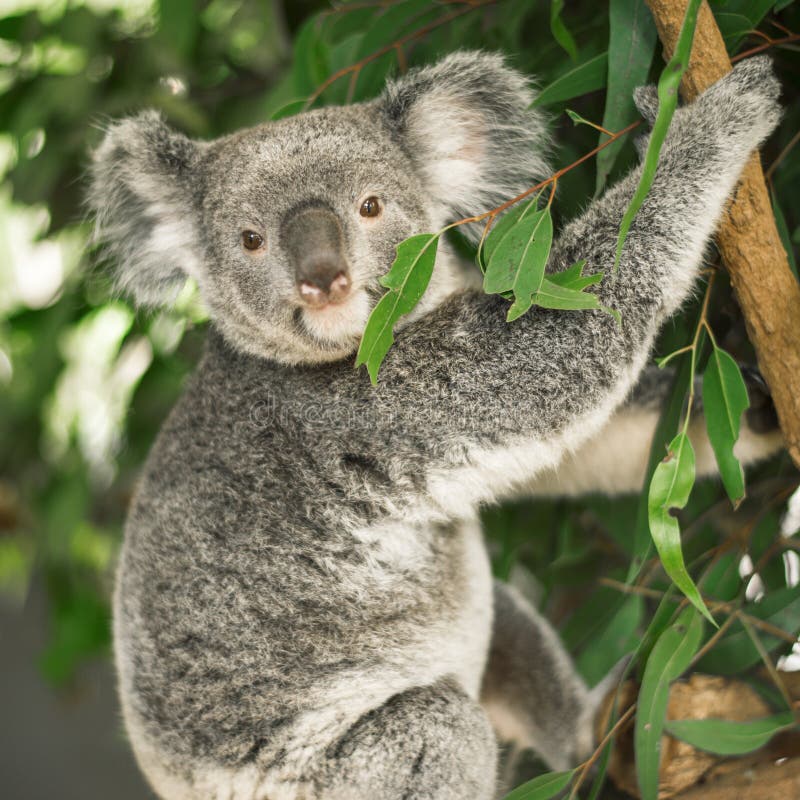 Koala in a Eucalyptus Tree. Stock Photo - Image of bear, background ...