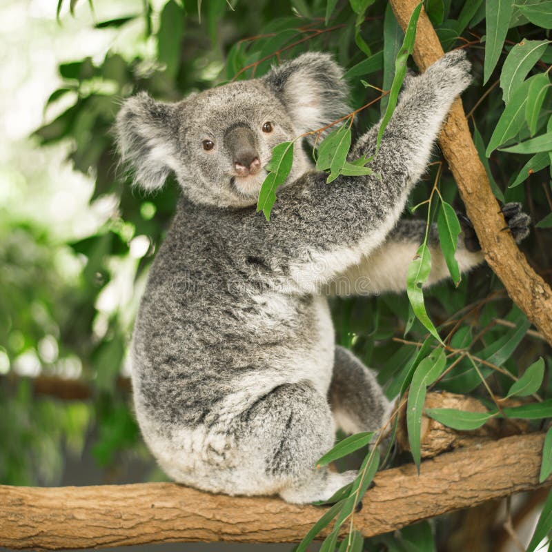 Koala in a Eucalyptus Tree. Stock Image - Image of branch, australia ...