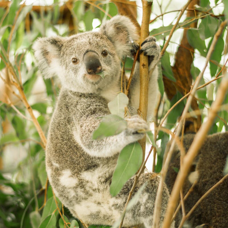 Koala in a Eucalyptus Tree. Stock Photo - Image of icon, marsupial ...