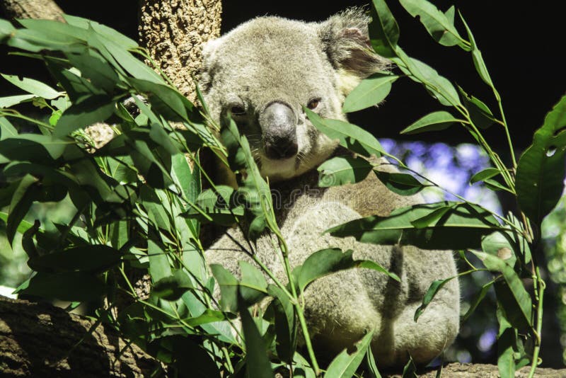 A Koala in an Eucalyptus Tree Stock Photo - Image of nature, queensland ...