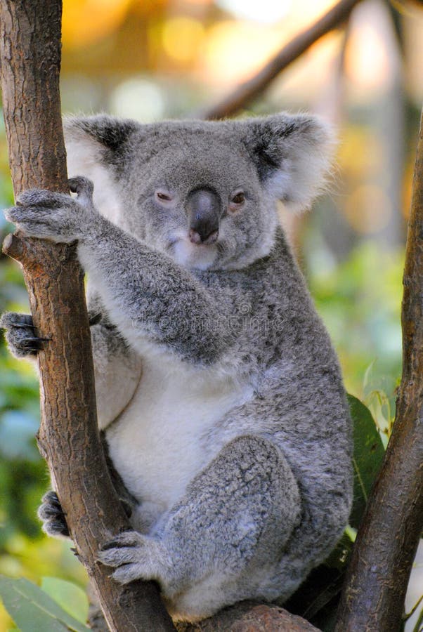 Koala on Eucalyptus Tree in Queensland, Australia. Stock Photo - Image ...