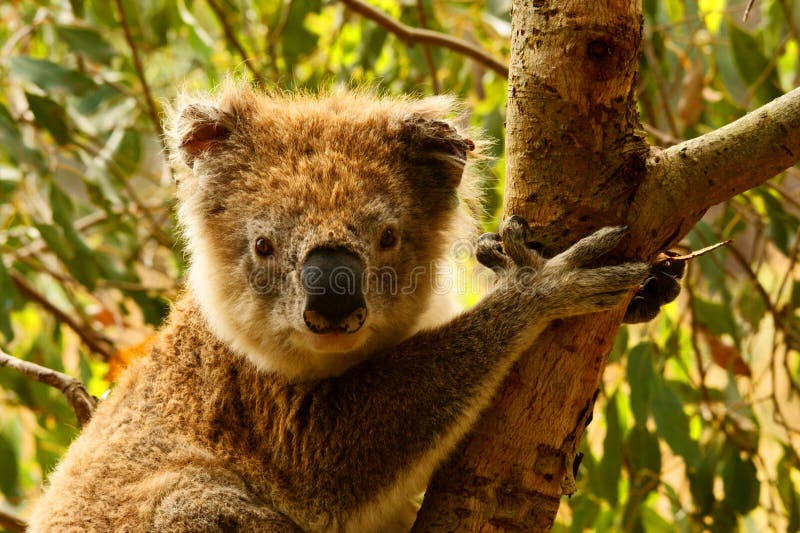 Koala stock photo. Image of wild, bear, koroit, head - 39998808