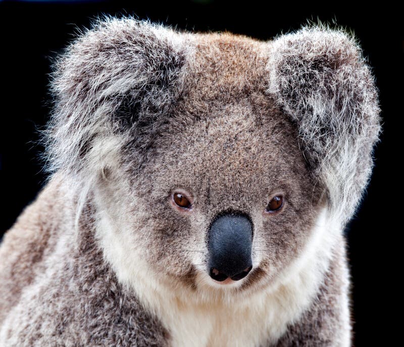 Koala Face Looking at Viewer Stock Image - Image of furry, bear: 162170765