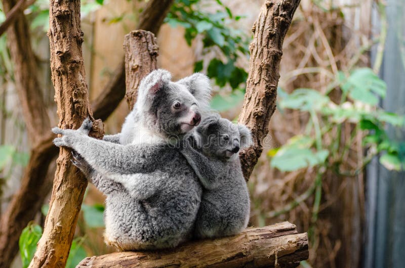 Koala Family stock image. Image of small, koala, beuteltier - 84903985