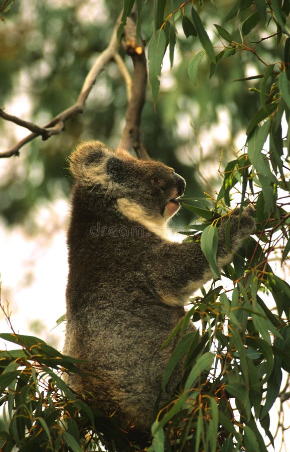 Koala Feeding on Eucalyptus Leaves Stock Image - Image of culture ...