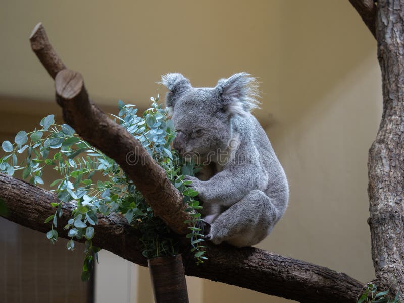 Koala Feeding on Eucalyptus Tree Stock Photo - Image of gray, mammal ...