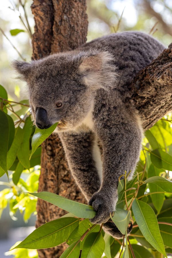 Koala feeding stock image. Image of nature, australia - 215040033