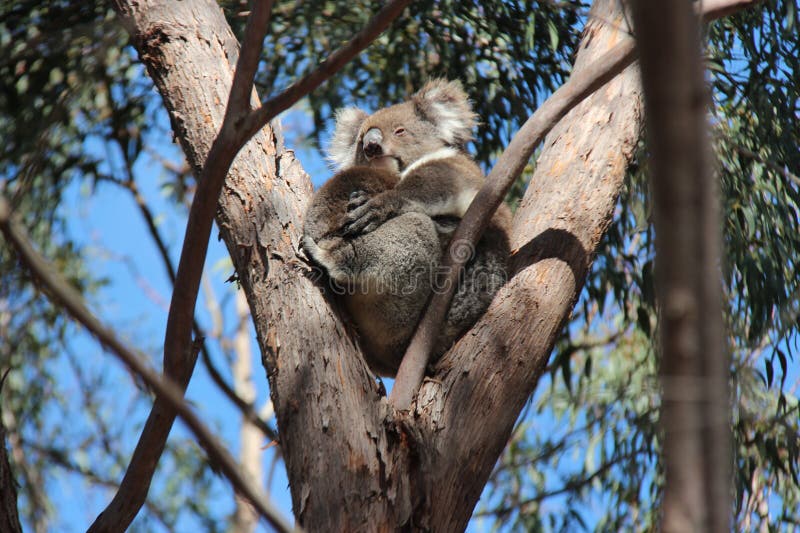 Koala in a Forest at Kangaroo Island (australia) Stock Image - Image of ...