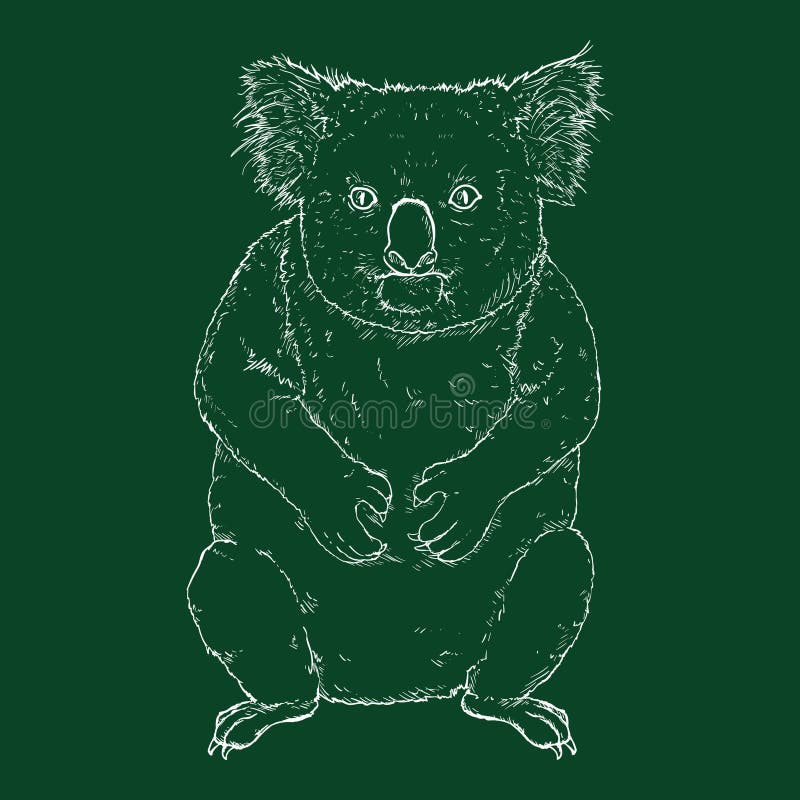 Koala Full Body Sketch Vector Illustration Stock Illustration ...